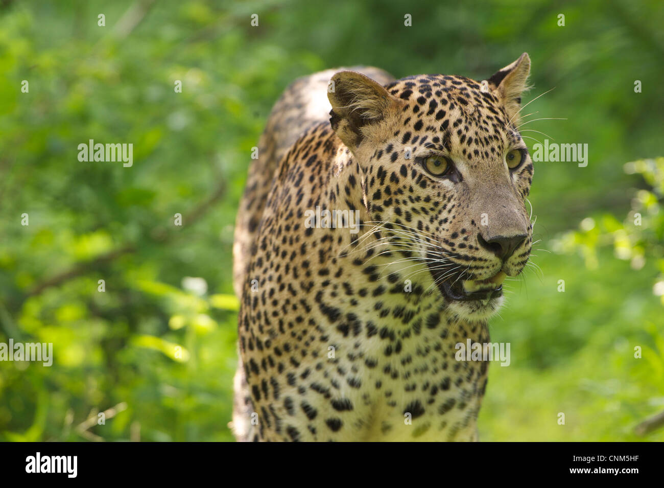 A leopard in wild, Yala National Park, Sri Lanka Stock Photo - Alamy