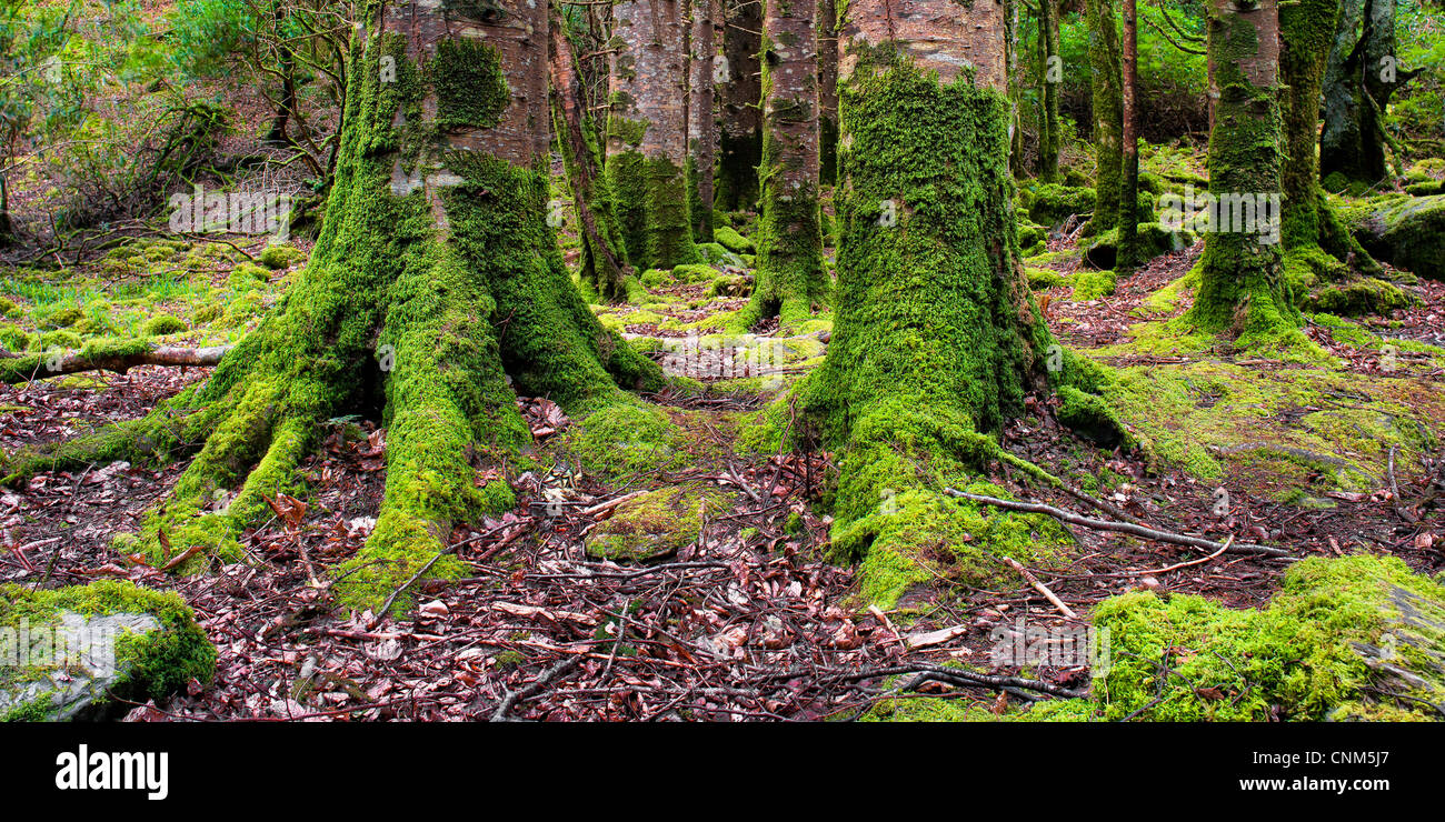 Light forest trees ireland hi-res stock photography and images - Alamy