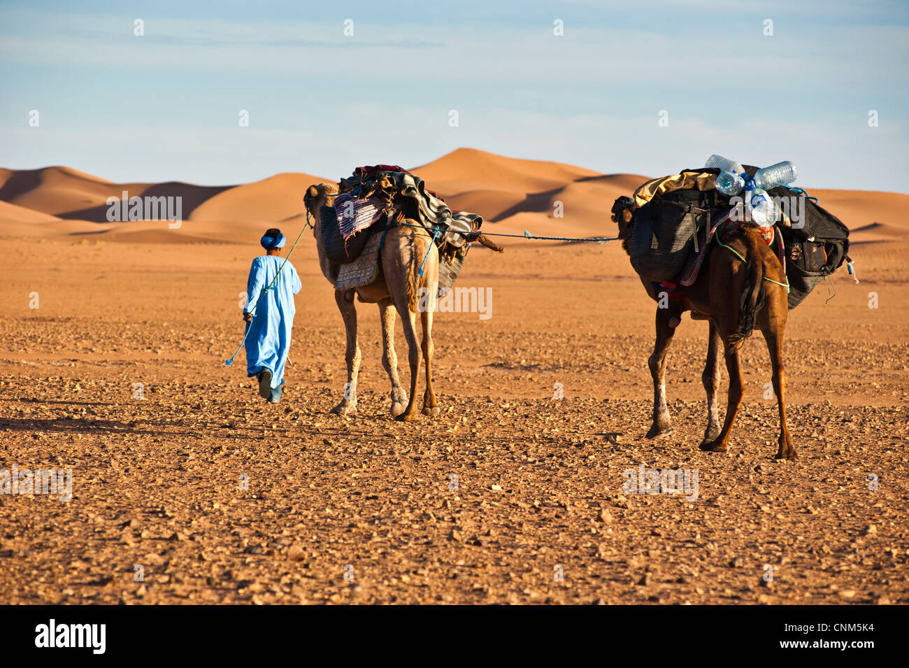 Nomar berber with camels in the Sahara Desert, Erg Chigaga, Morocco ...