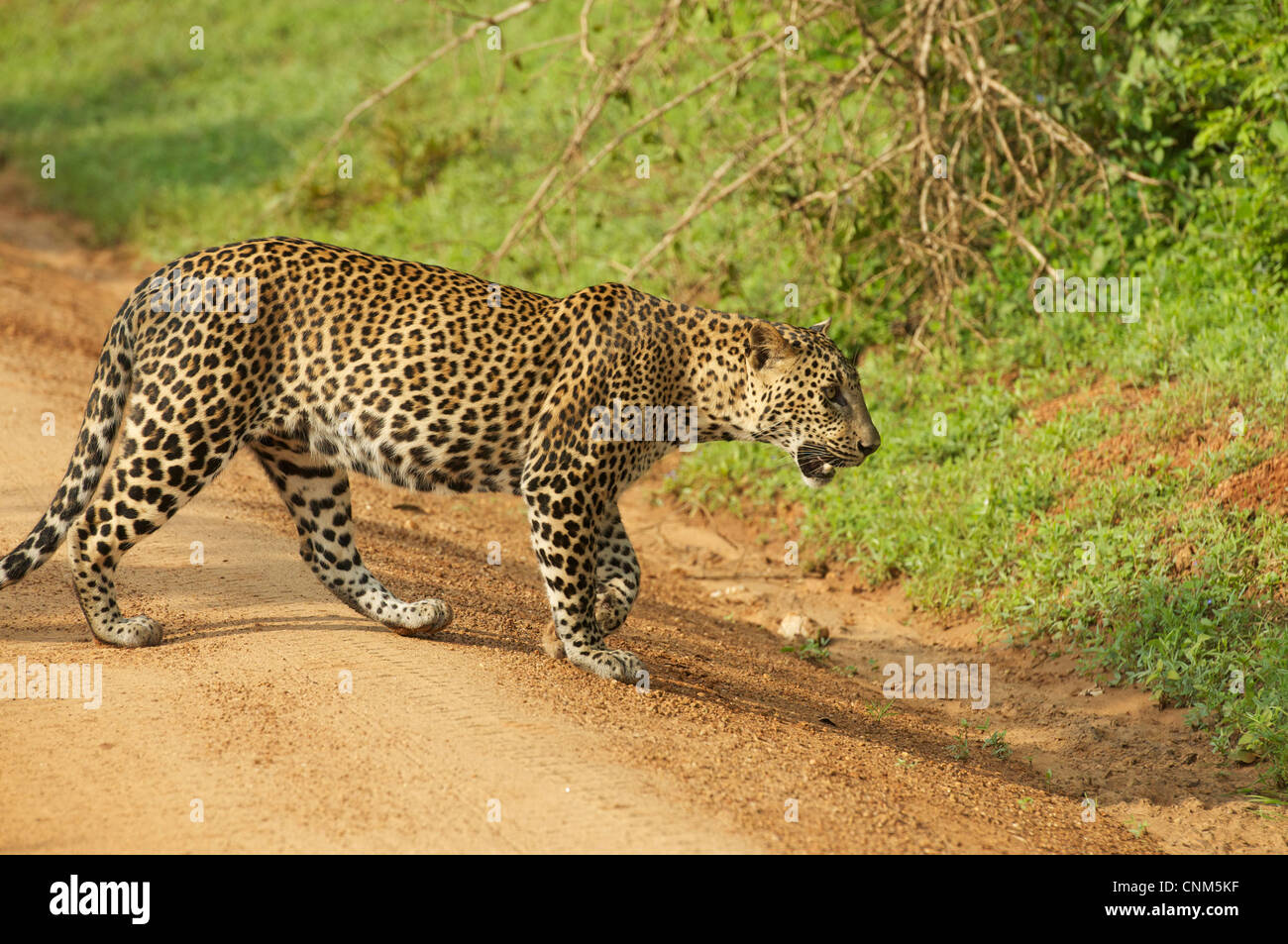 A leopard in wild, Yala National Park, Sri Lanka Stock Photo - Alamy