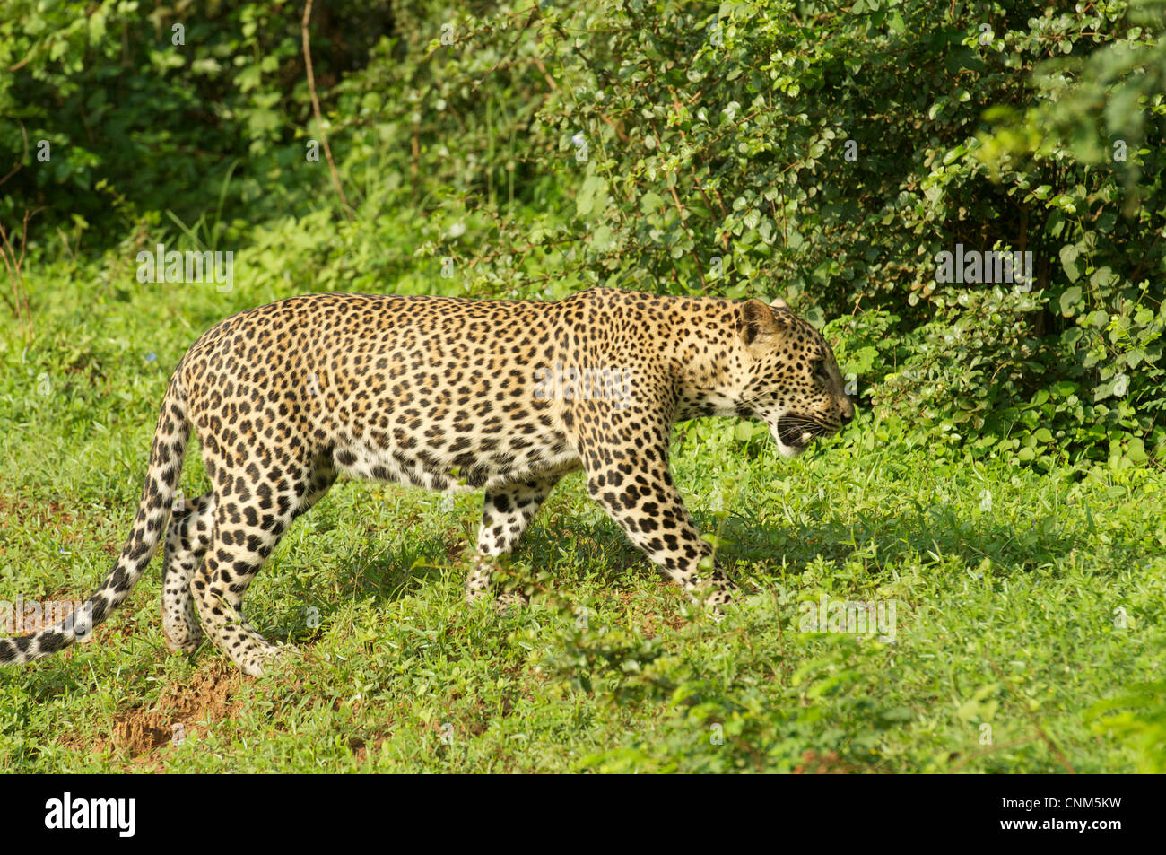 A leopard, Yala National Park, Sri Lanka Stock Photo - Alamy