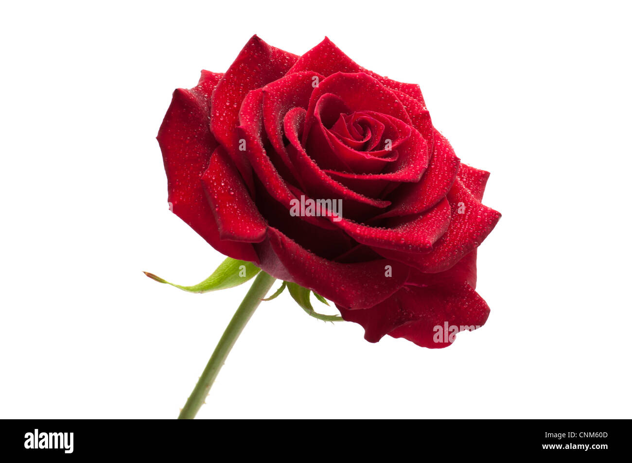 Close Up Image of a single Red Rose with Water Spray on a White ...