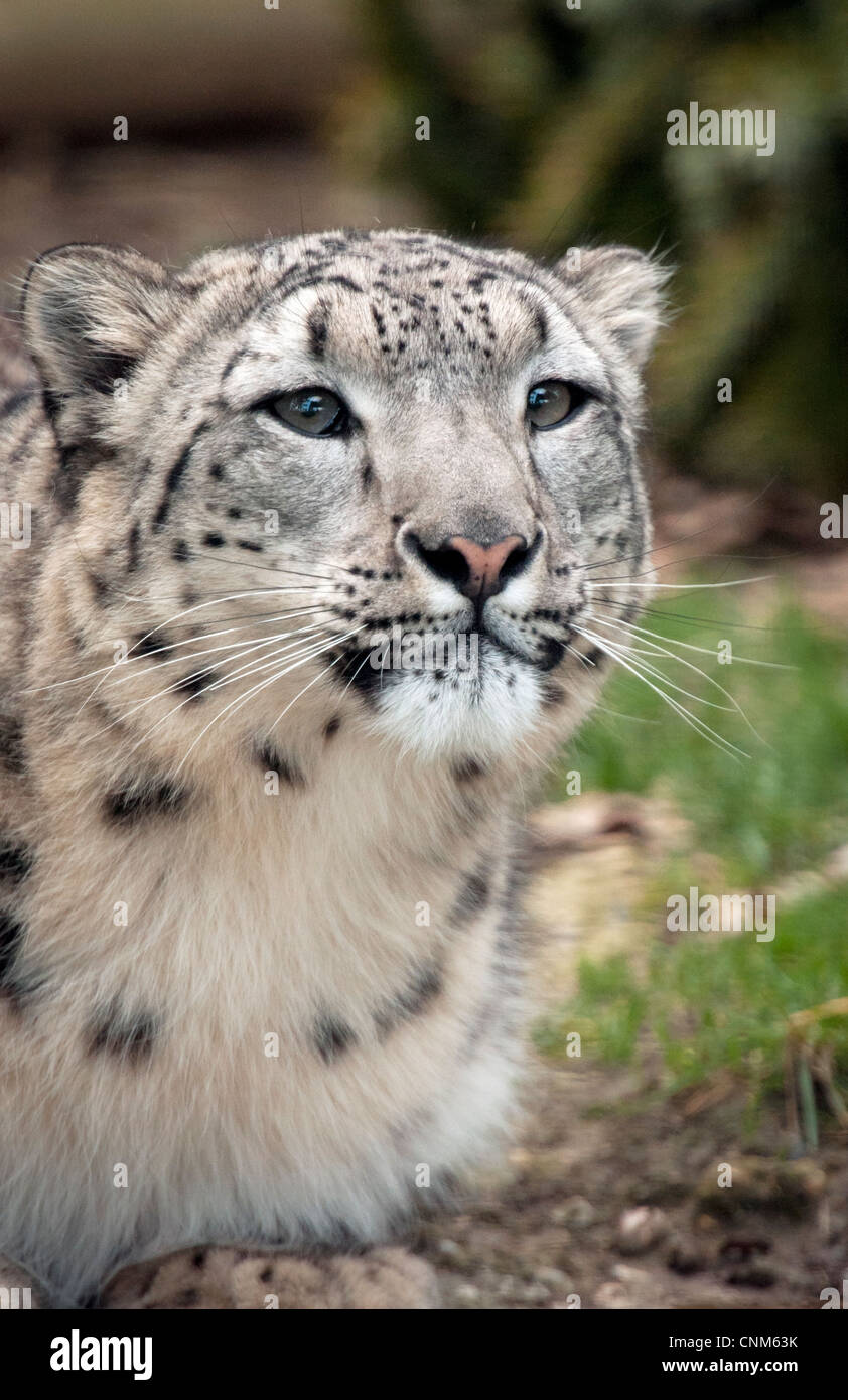 Young female snow leopard Stock Photo - Alamy