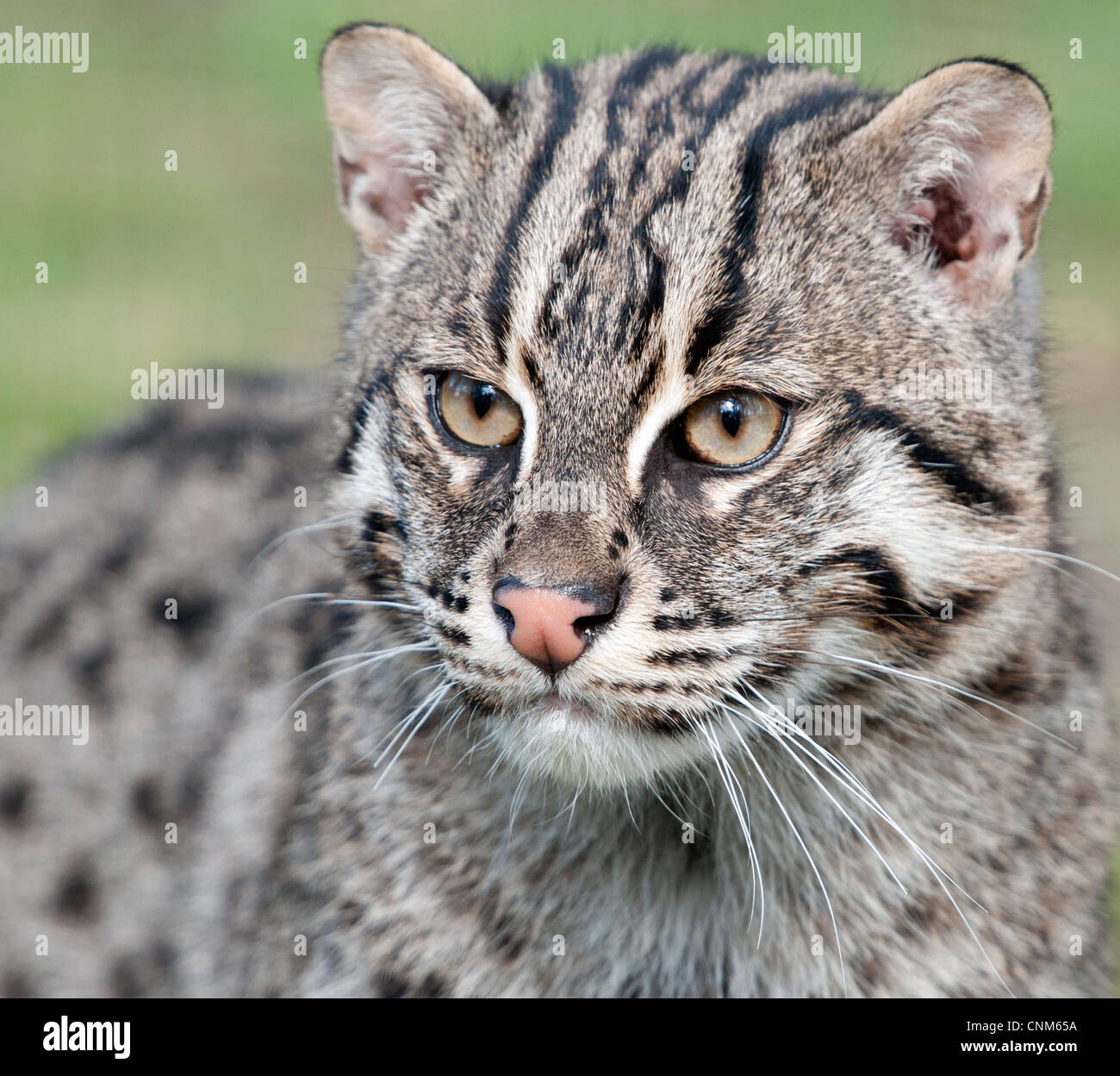 Big cat sanctuary kent hi-res stock photography and images - Alamy