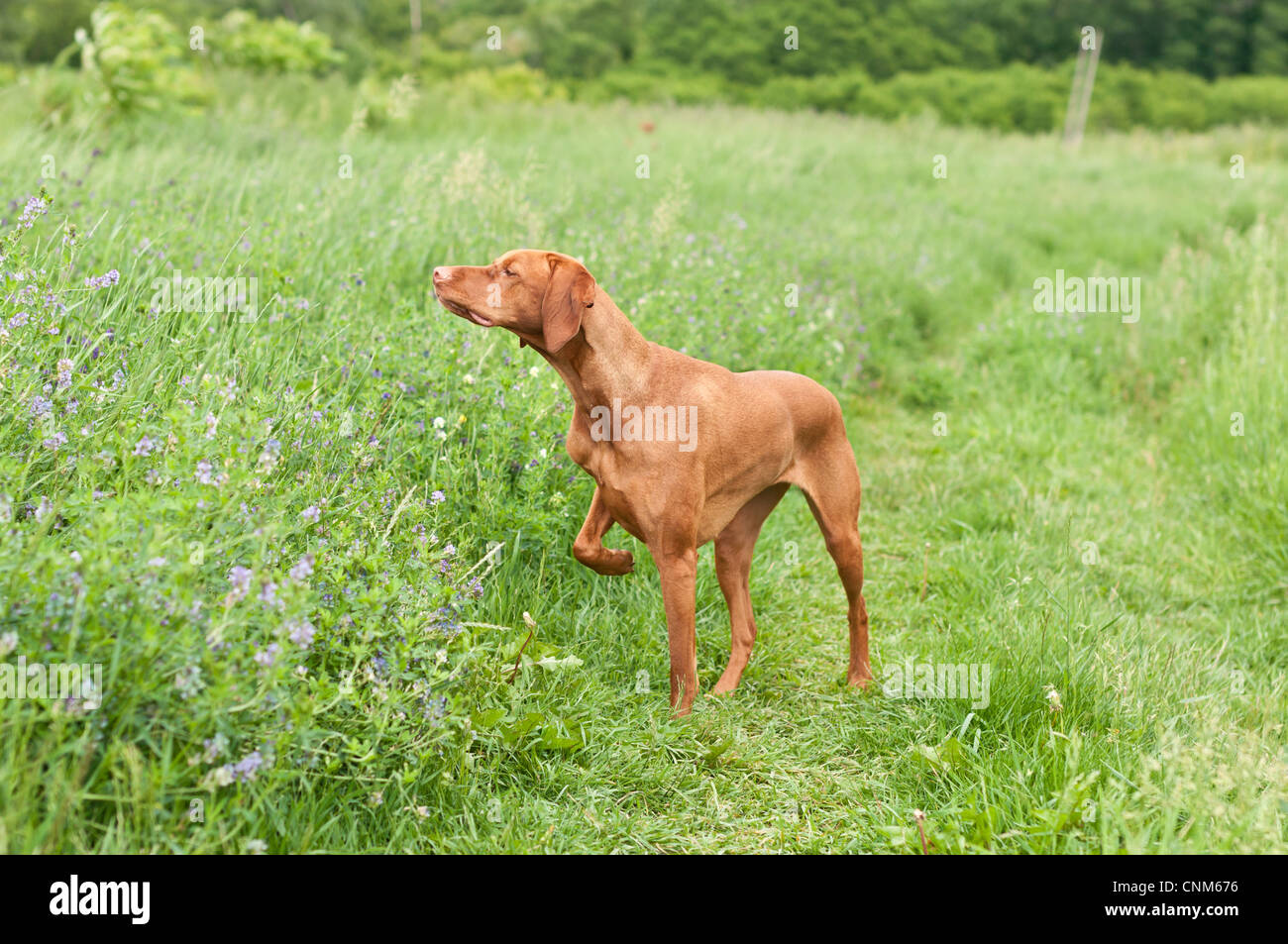 A shot of a Vizsla dog (Hungarian Pointer) pointing in a grassy field ...