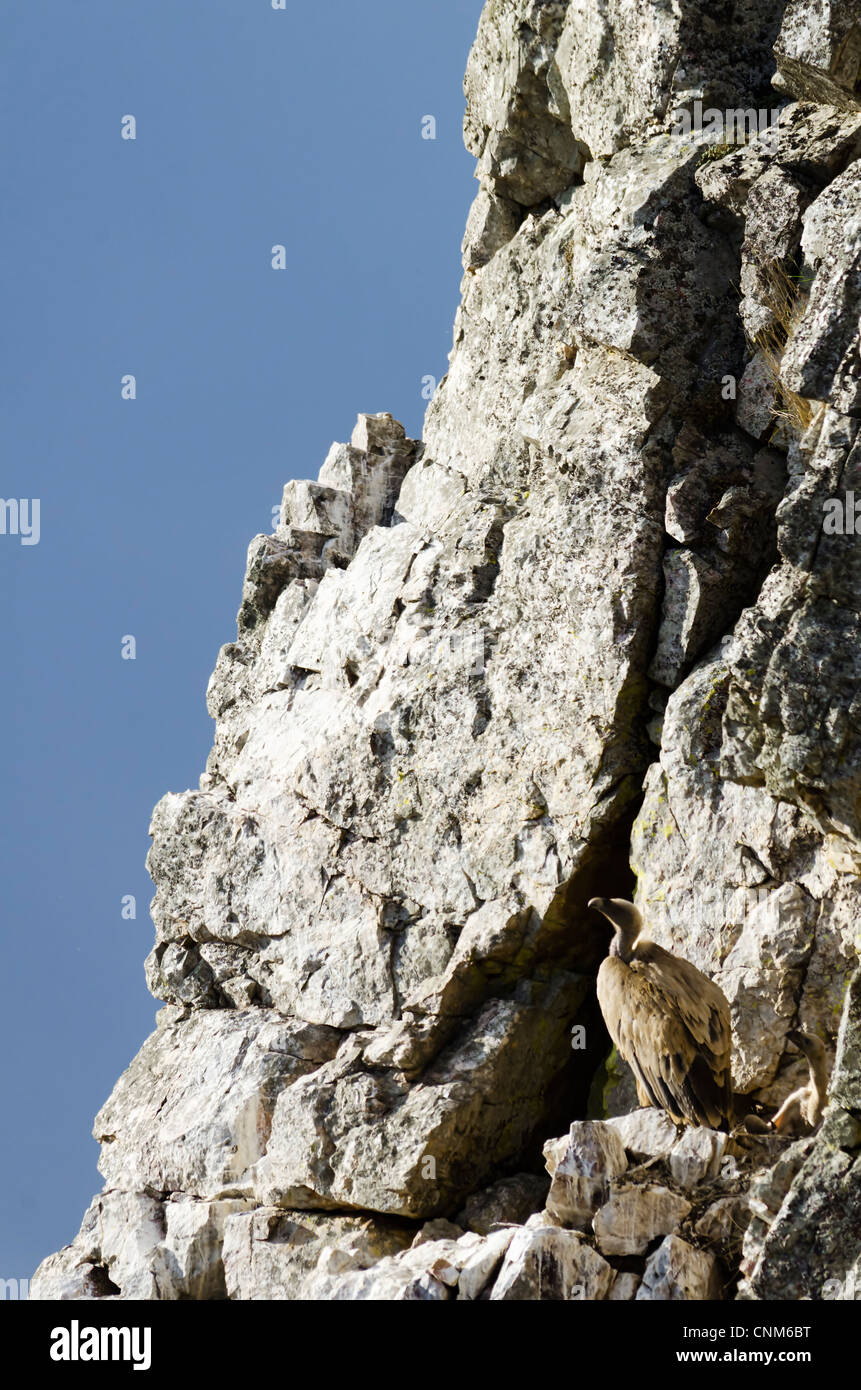 Vulture nest hi-res stock photography and images - Alamy