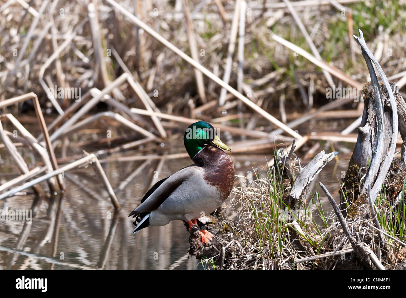 A male Mallard duck stands on a tree stump in a pond Stock Photo - Alamy