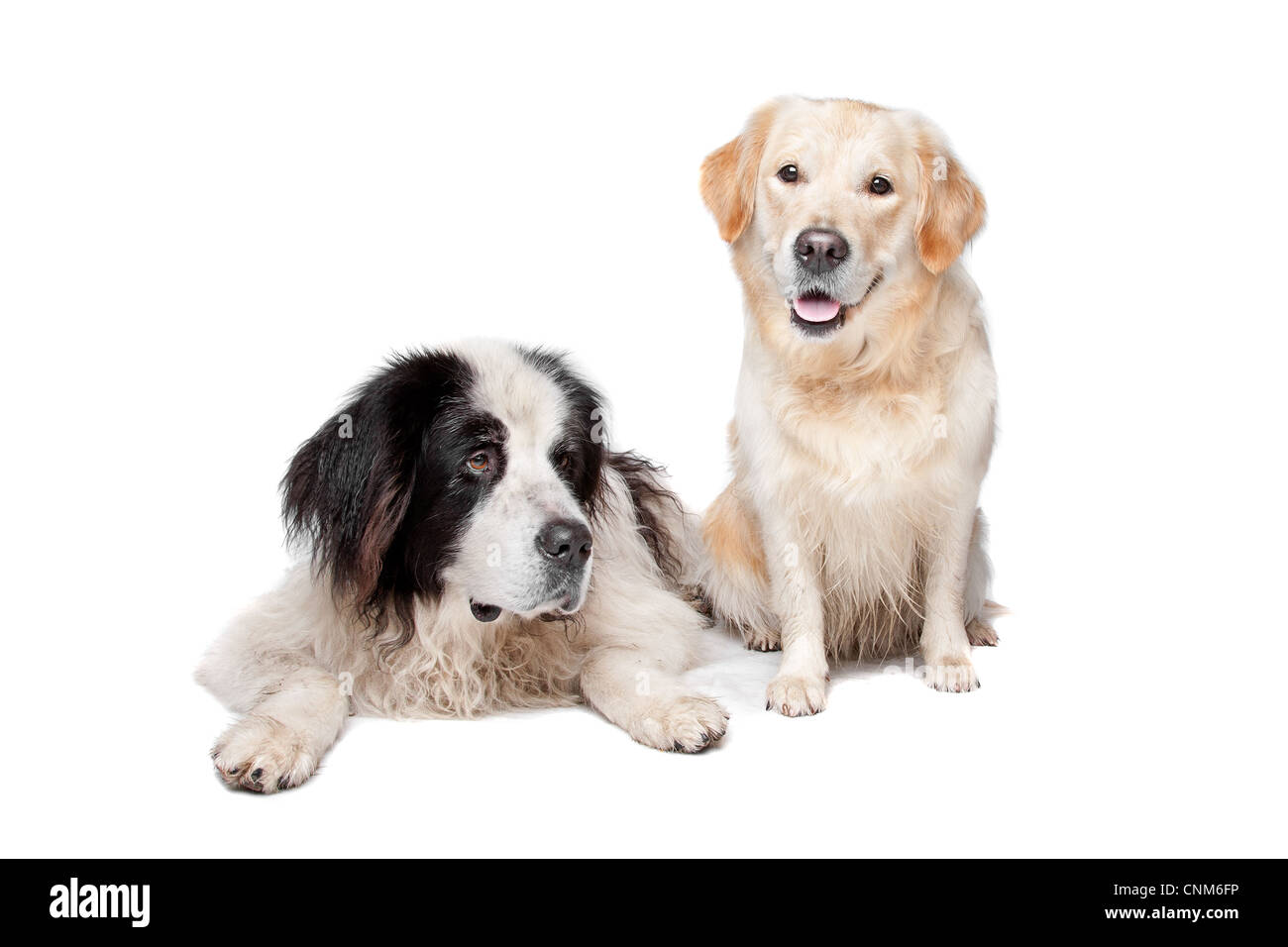 Landseer dog and a labrador retriever on a white background Stock Photo ...