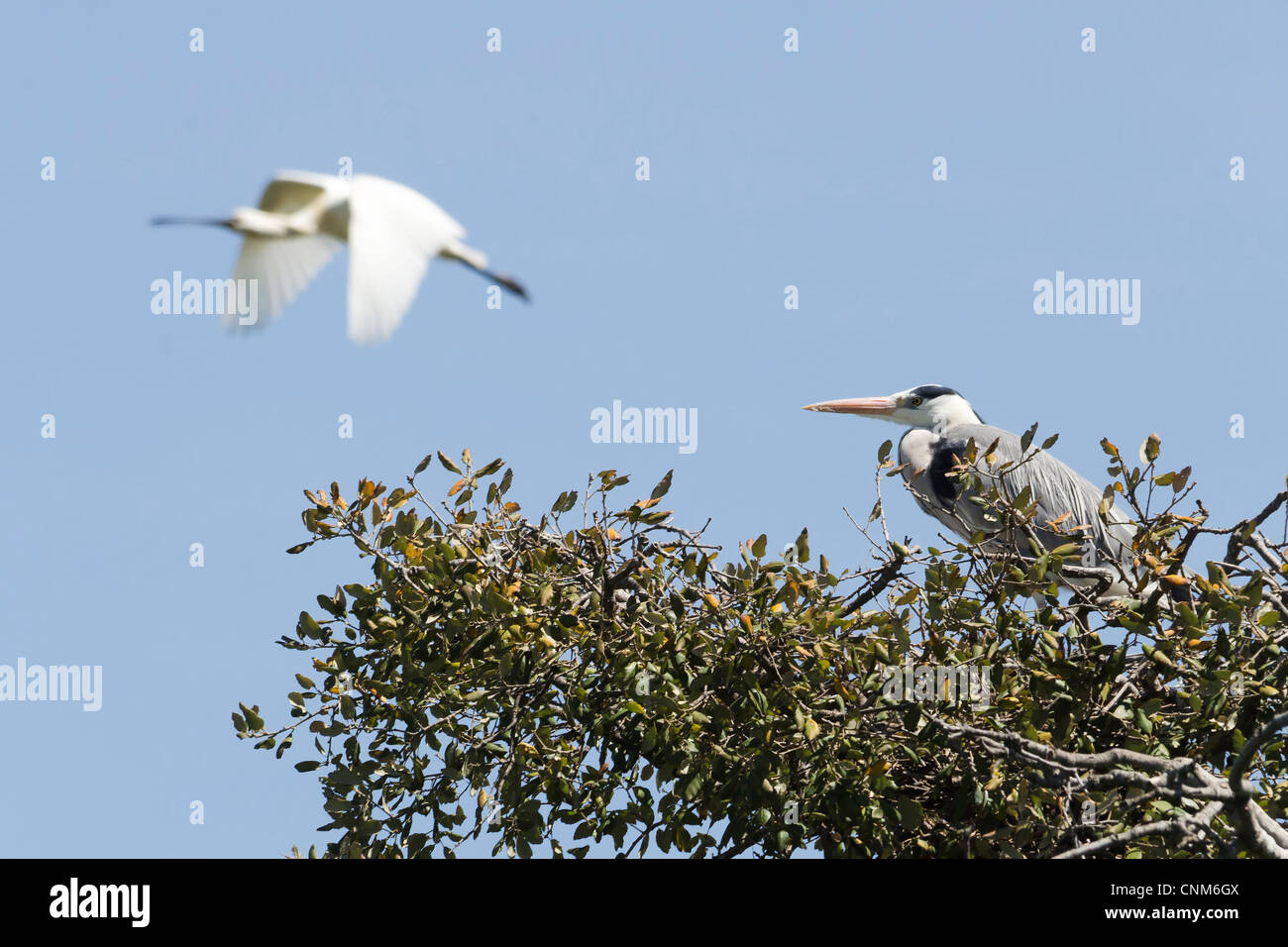 Spoonbill birds hi-res stock photography and images - Alamy