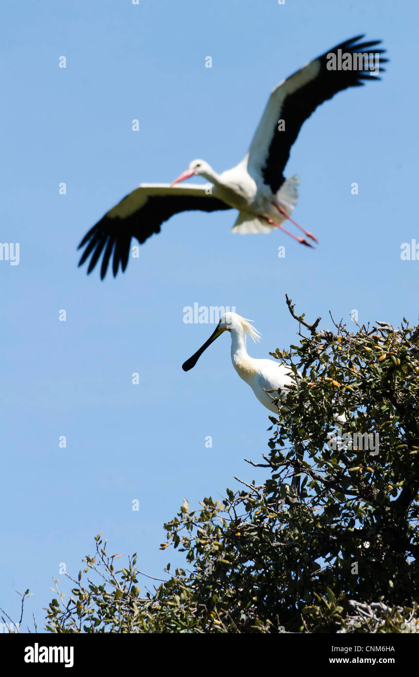 an spoonbill and a stork in Monfrague National park Stock Photo - Alamy