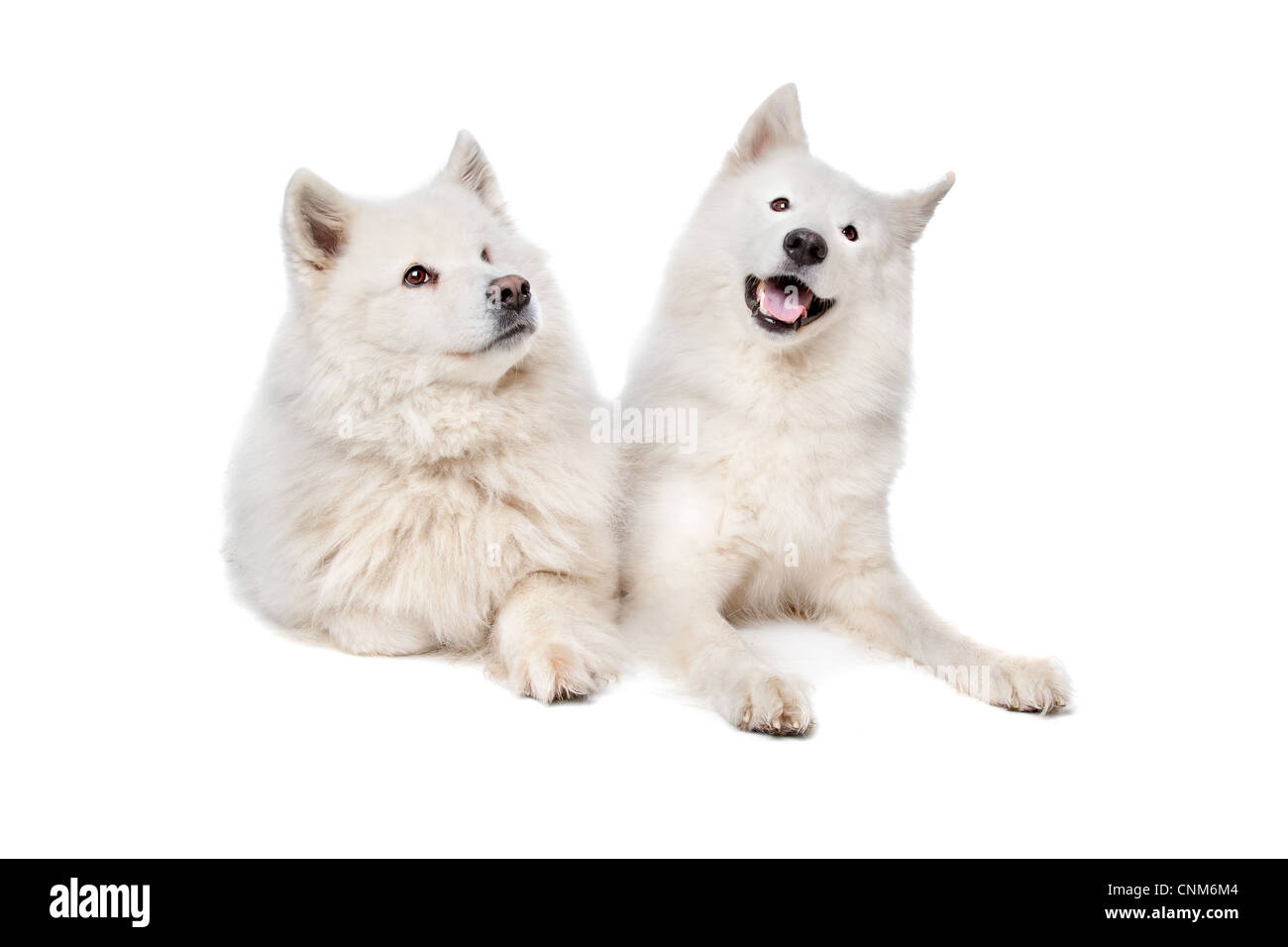 two Samoyed dogs in front of a white background Stock Photo - Alamy