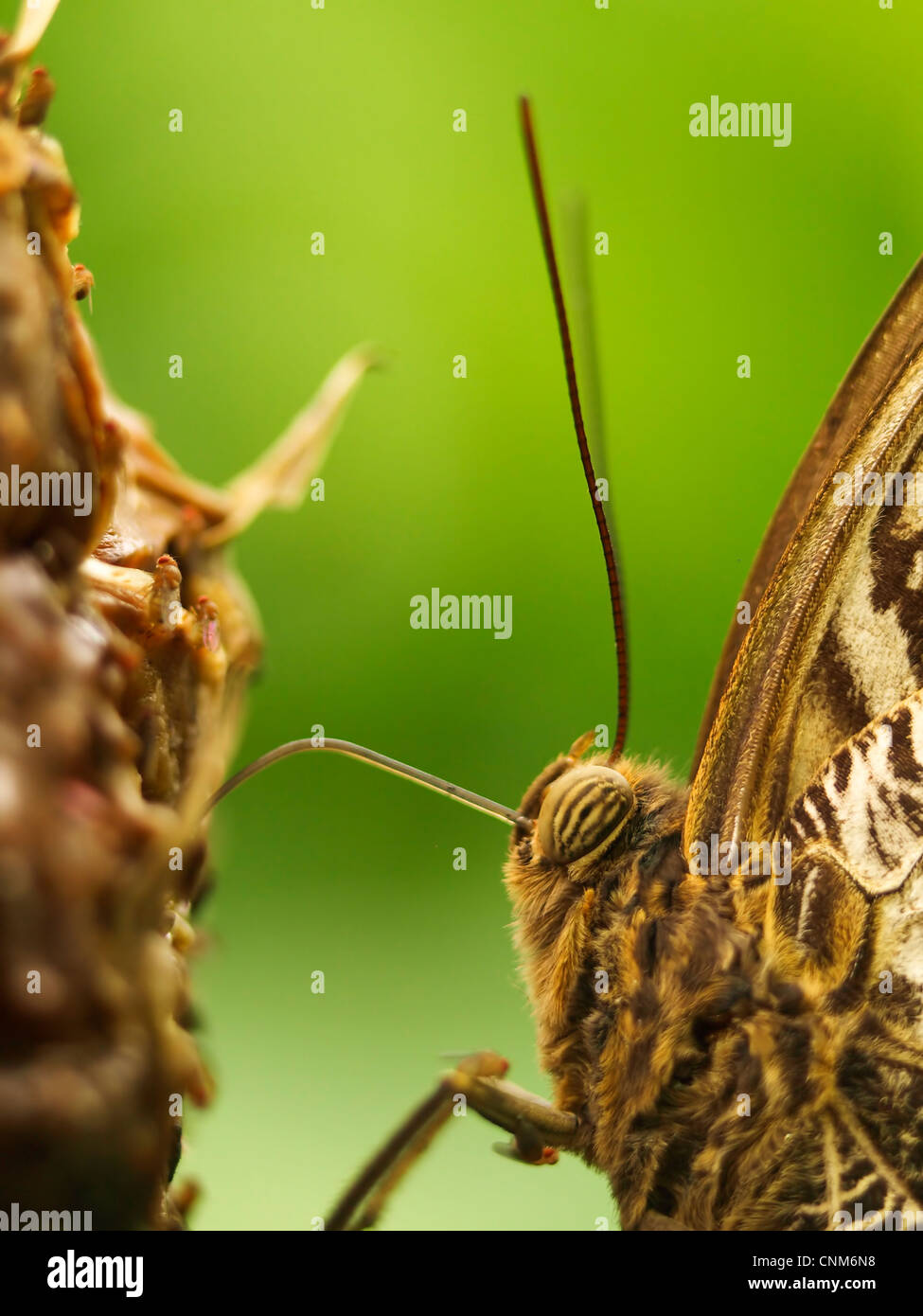 Butterfly eating hi-res stock photography and images - Alamy