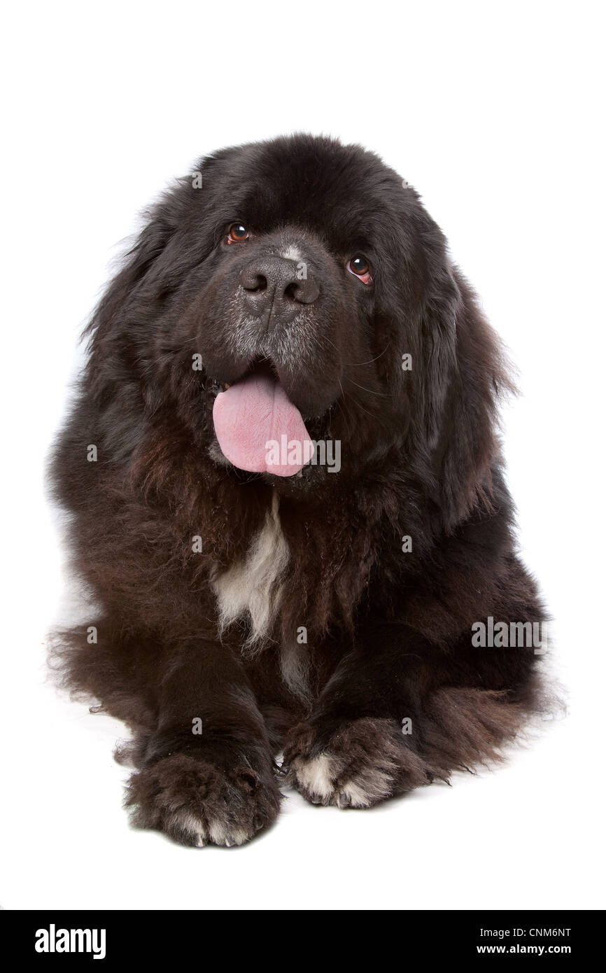 Newfoundland dog in front of a white background Stock Photo - Alamy