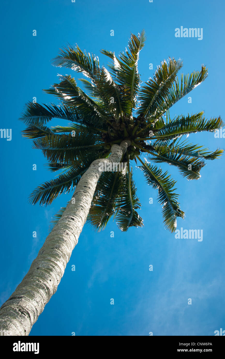 palm tree, Pigs Bay, Cuba Stock Photo - Alamy