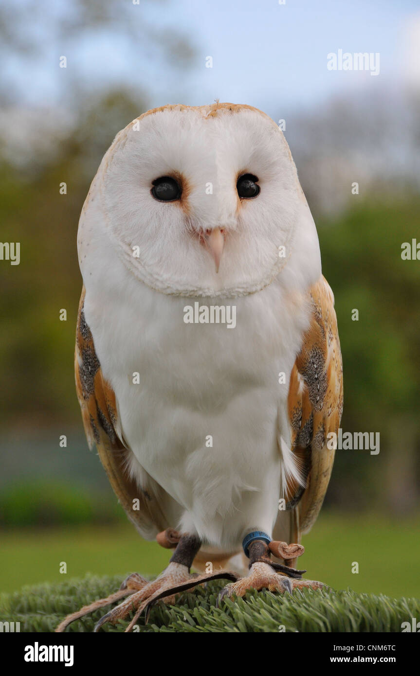 English barn owl in tree hi-res stock photography and images - Alamy