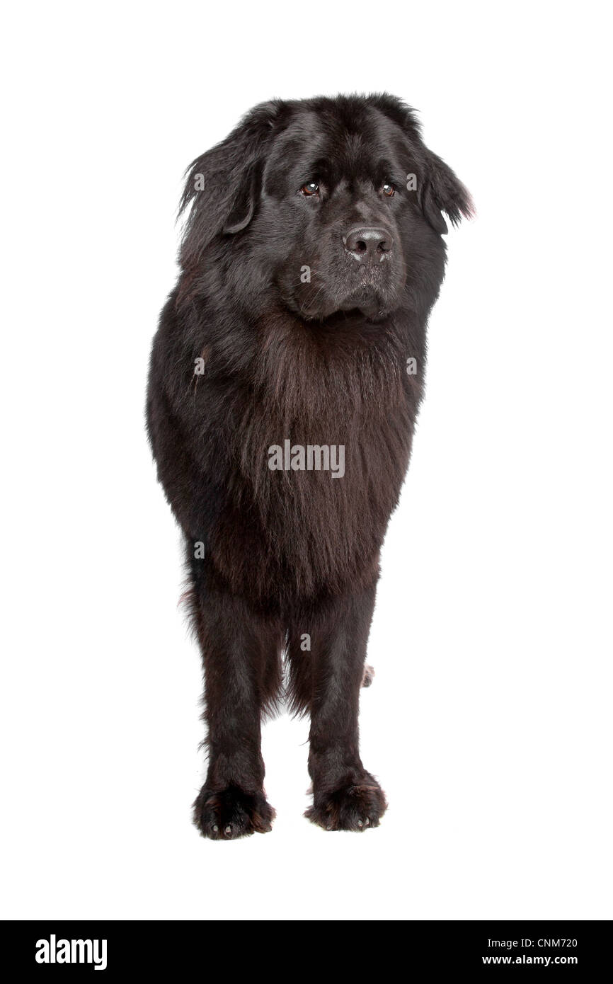 Newfoundland dog in front of a white background Stock Photo - Alamy