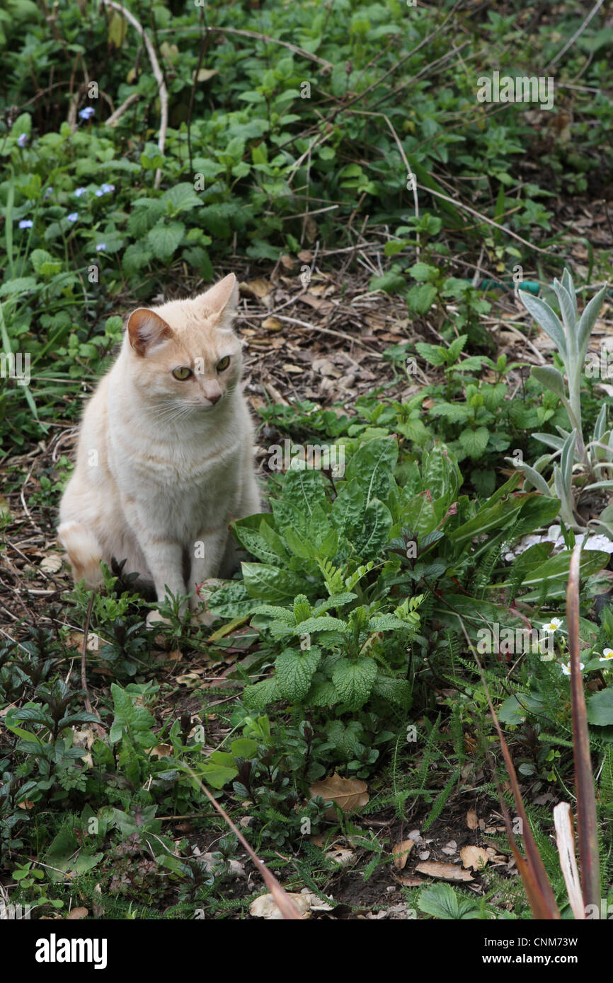 A pretty yellow cat sitting out in a garden Stock Photo - Alamy