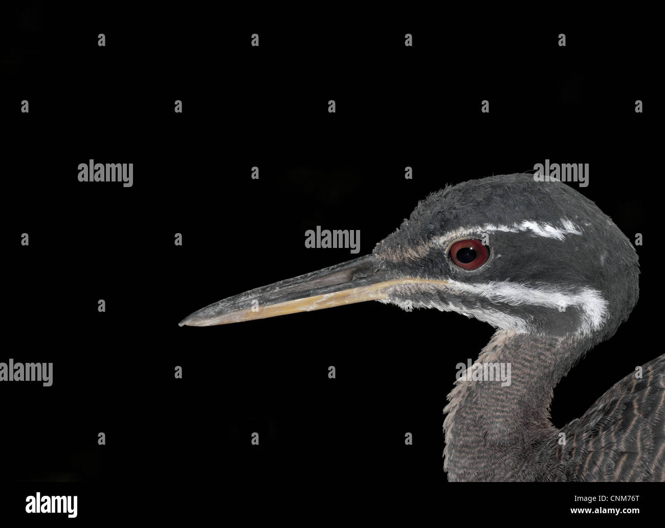 Sunbittern (Eurypyga helias Stock Photo - Alamy