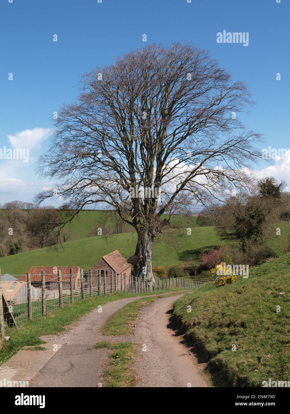 Large beech tree hi-res stock photography and images - Alamy
