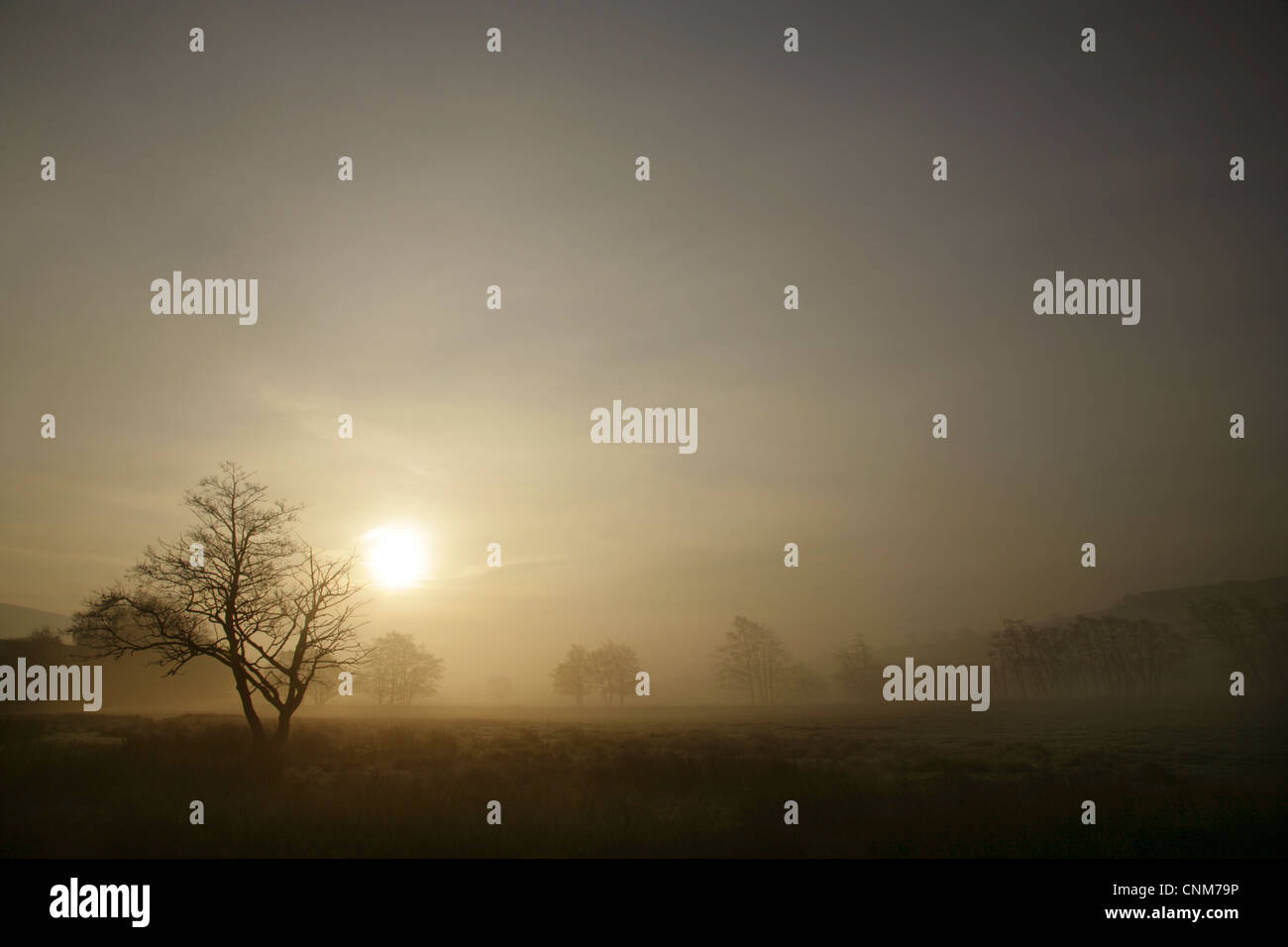 Dawn near Reeth, Swaledale, Yorkshire Dales Stock Photo - Alamy