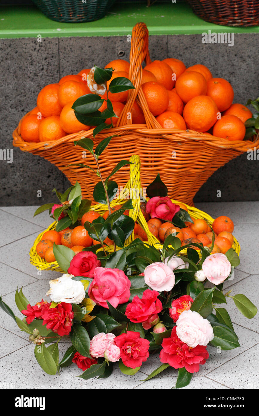 Basket of oranges and camellias in a fruit shop at Furnas, Azores ...