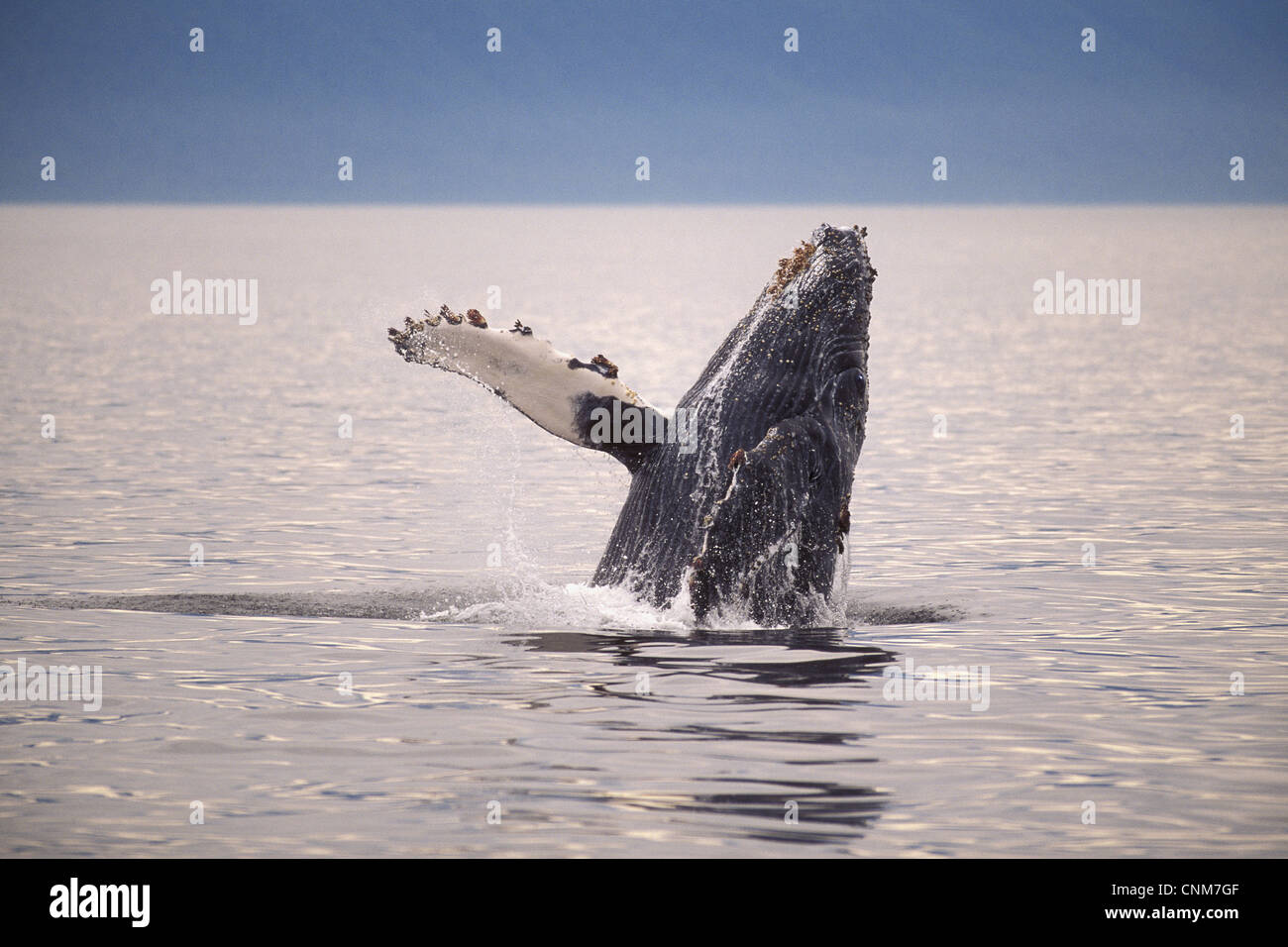 Humpback whale (Megaptera novaeangliae) breaching, Frederick Sound ...