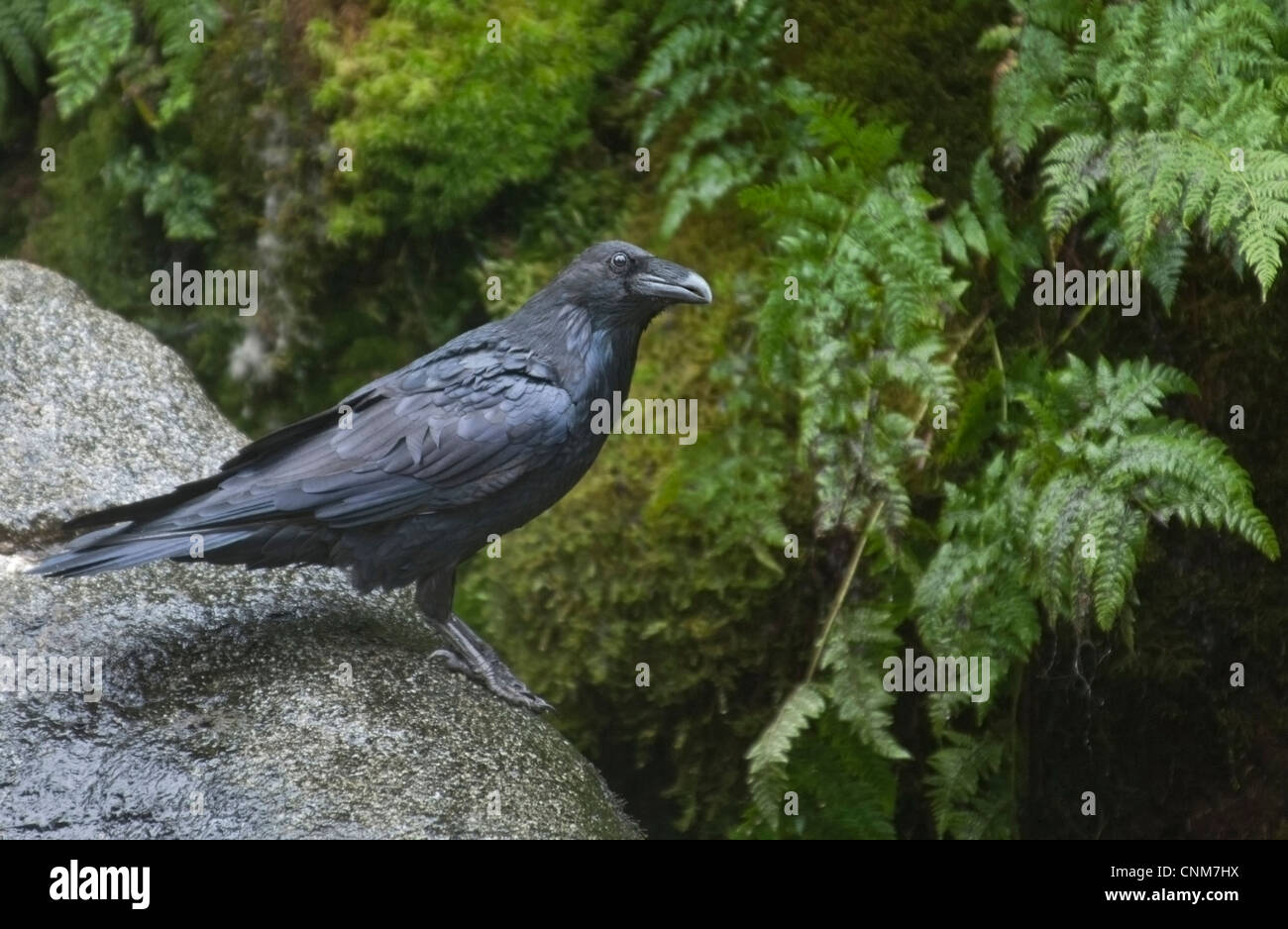 Common Raven (Corvus corax) a resident of Coastal Alaska, Anan Creek ...