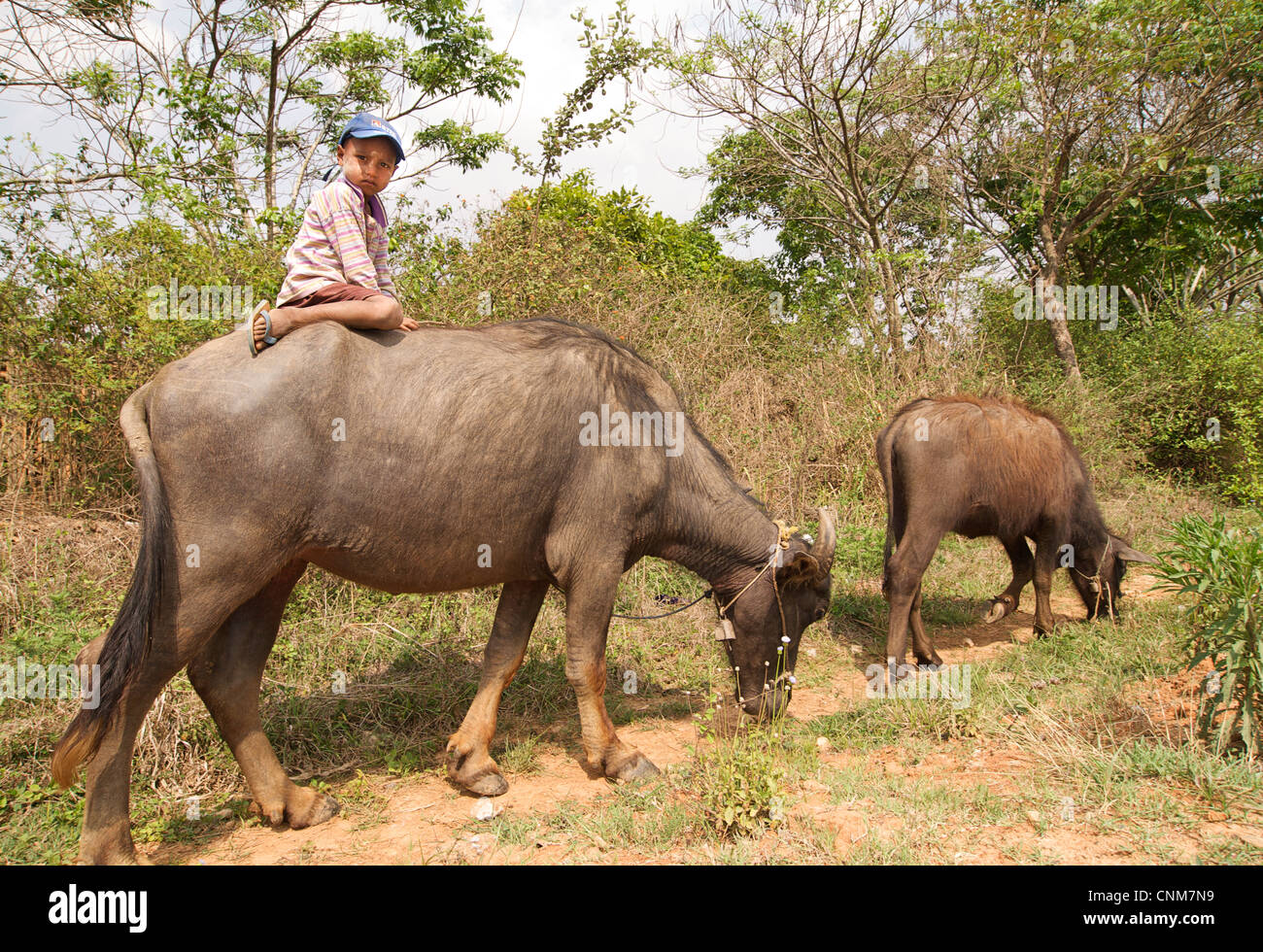Boy riding water buffalo asian hi-res stock photography and images - Alamy