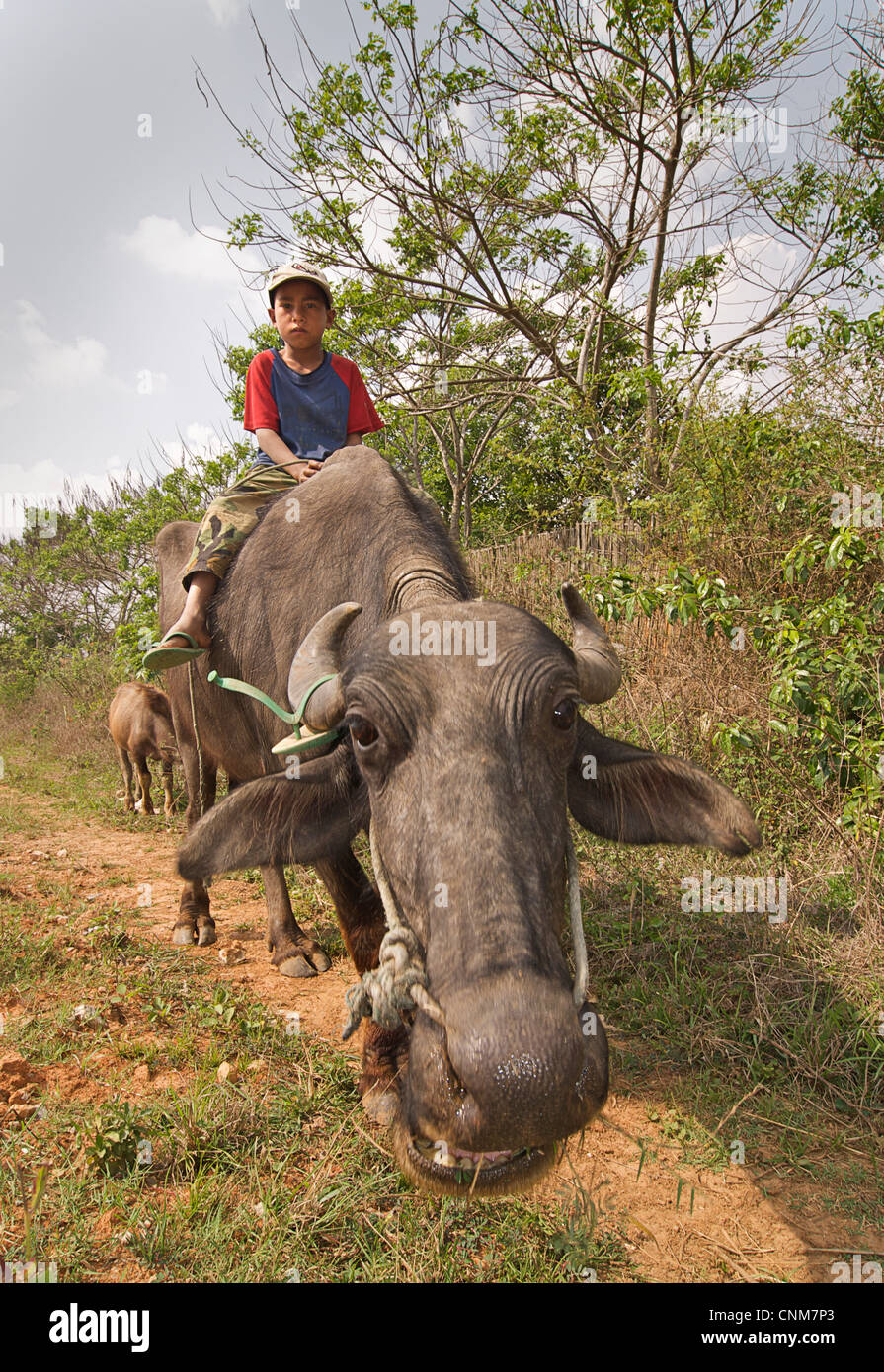 Boy riding water buffalo hi-res stock photography and images - Alamy
