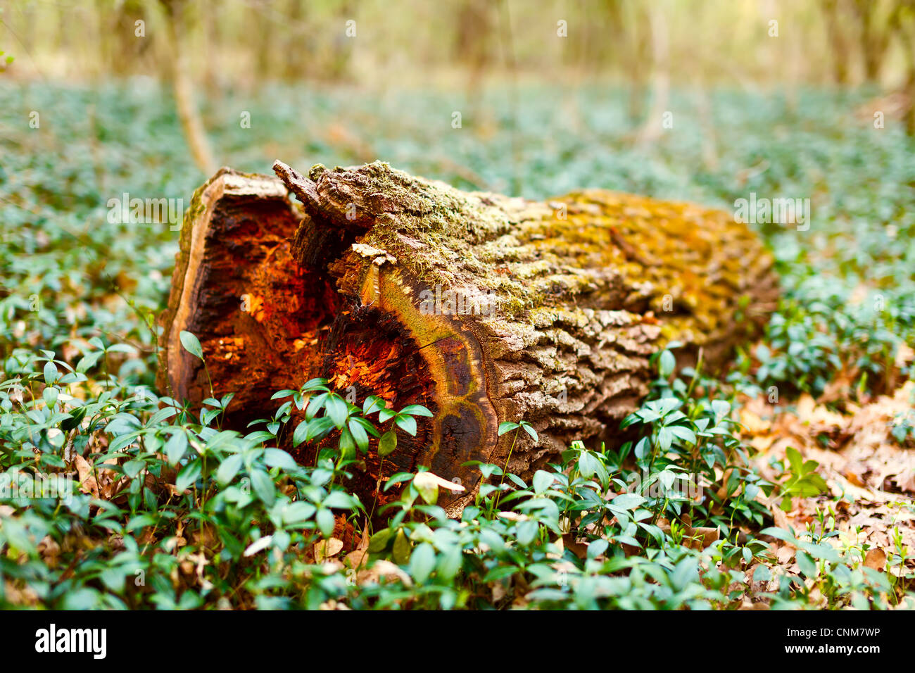 Fallen tree in a beautiful forest, with selective focus Stock Photo - Alamy
