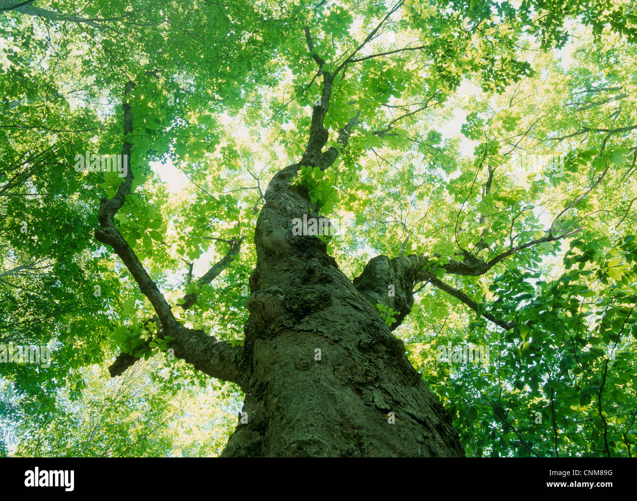 Big Tree, Towada, Aomori, Japan Stock Photo - Alamy