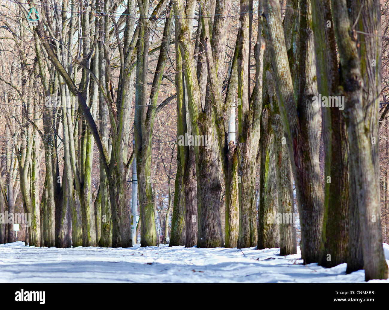 Row of chestnut trees in a park in the winter Stock Photo - Alamy