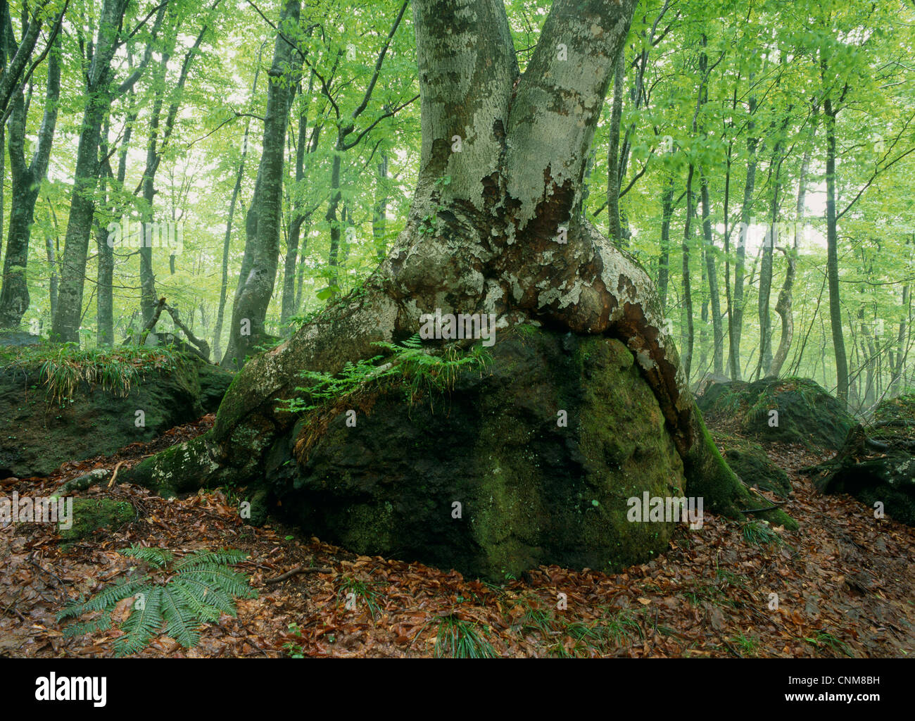 Beech Forest of Shirakami Sanchi, Towada, Aomori, Japan Stock Photo - Alamy