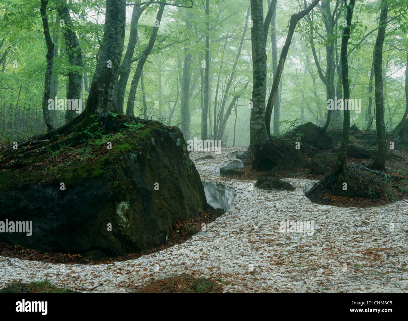 Beech Forest of Shirakami Sanchi, Towada, Aomori, Japan Stock Photo - Alamy