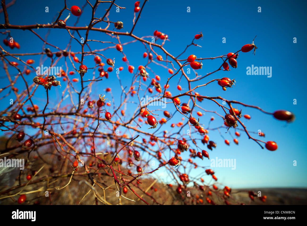Ripe briar berries hi-res stock photography and images - Alamy