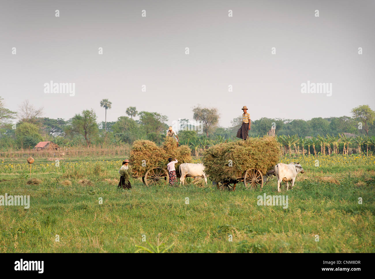 Myanmar burma rural hi-res stock photography and images - Alamy