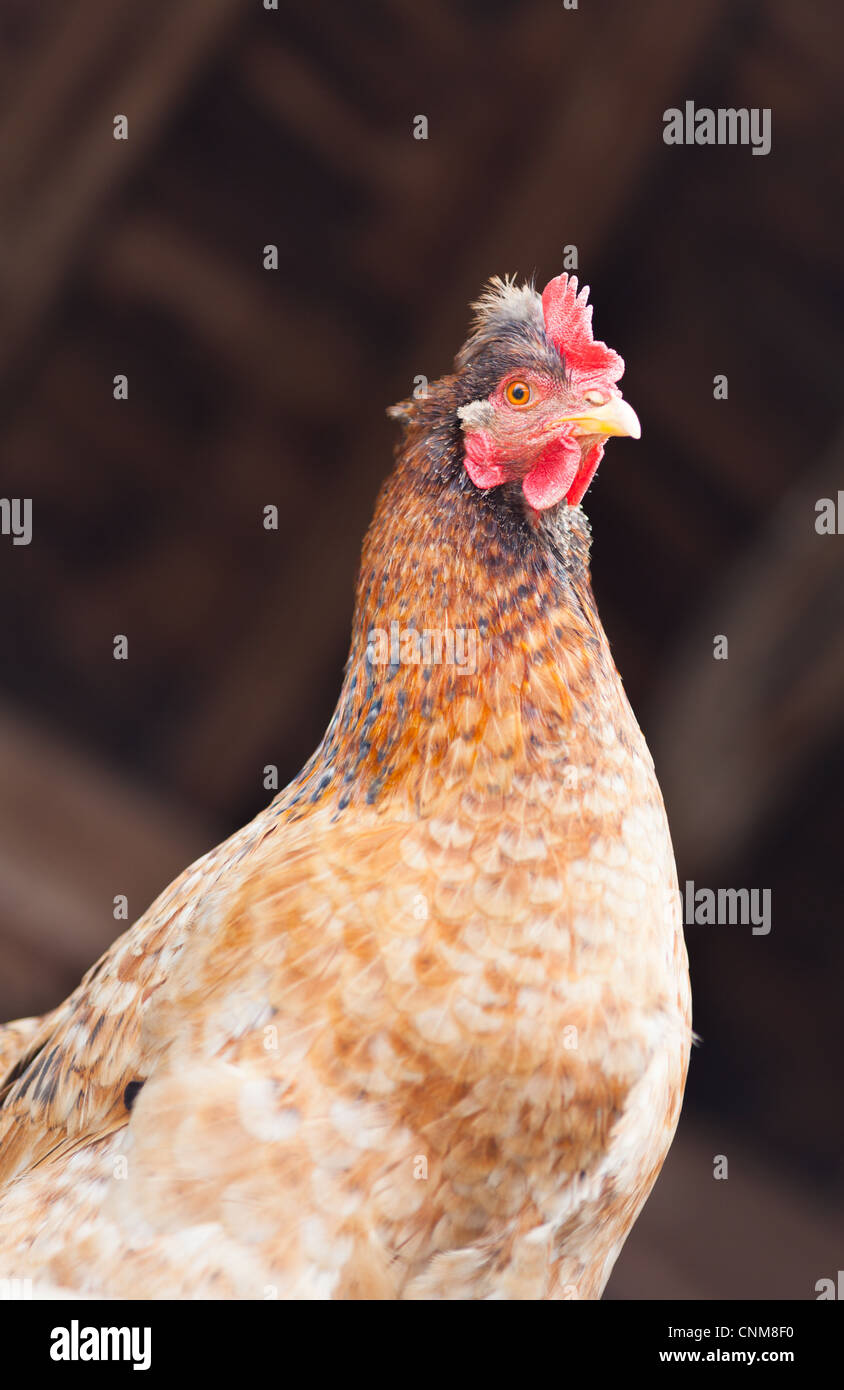 Hen in profile chicken head hi-res stock photography and images - Alamy