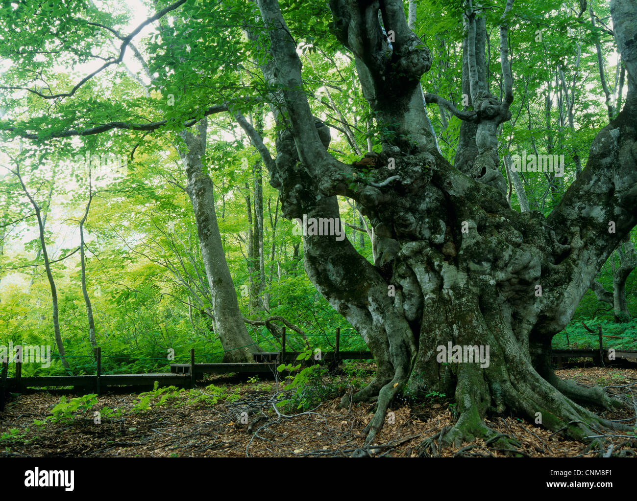 Nikaho hi-res stock photography and images - Alamy