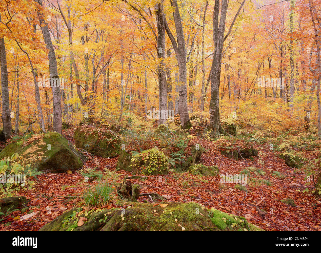 Beech Forest of Shirakami Sanchi in Autumn, Towada, Aomori, Japan Stock ...