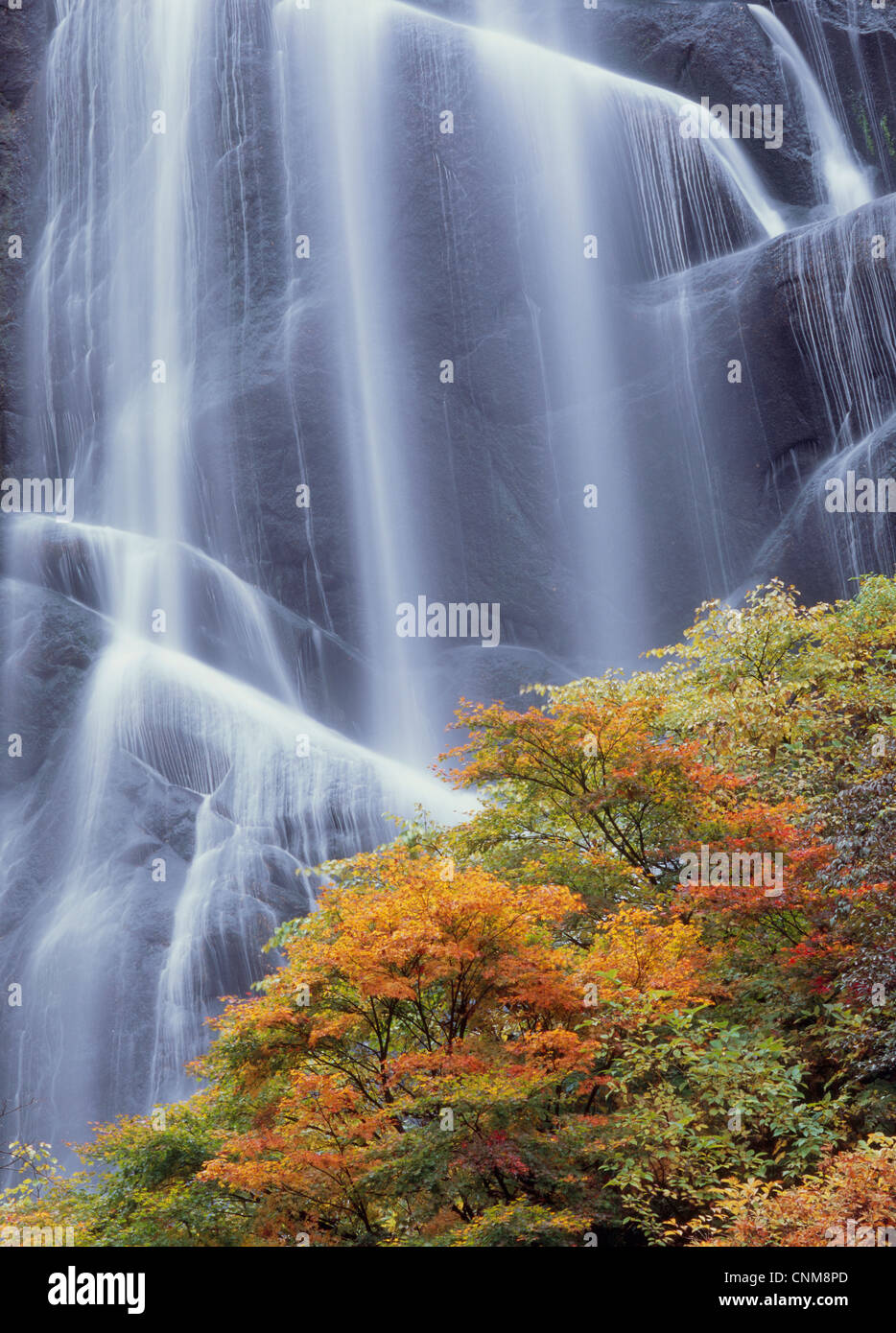 Yasunotaki Waterfall in Autumn, Kitaakita, Akita, Japan Stock Photo - Alamy