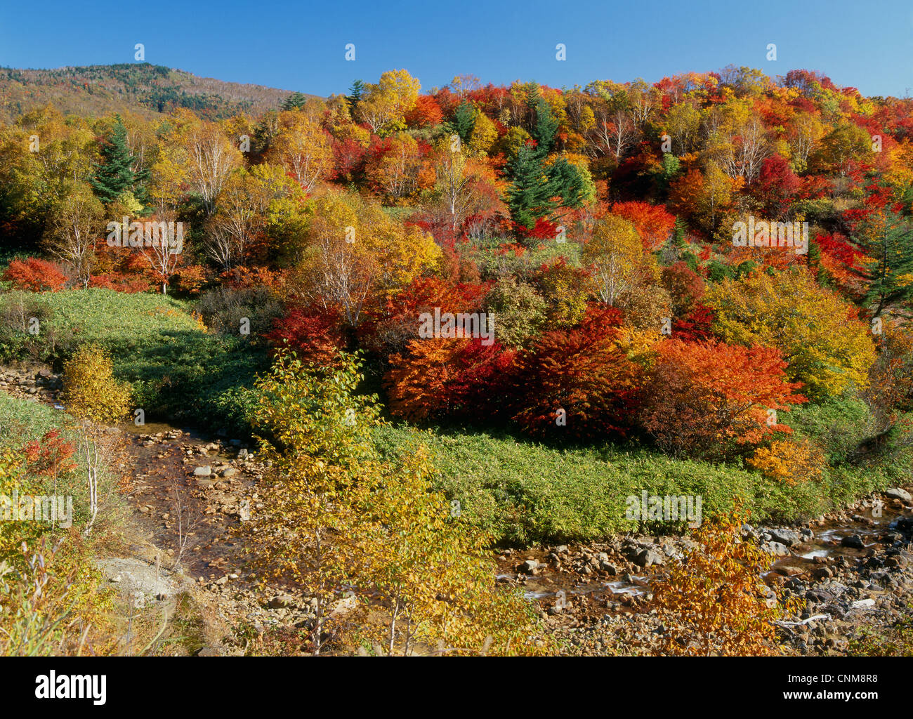 Autumn Leaves of Mount Hachimantai, Hachimantai, Iwate, Japan Stock ...