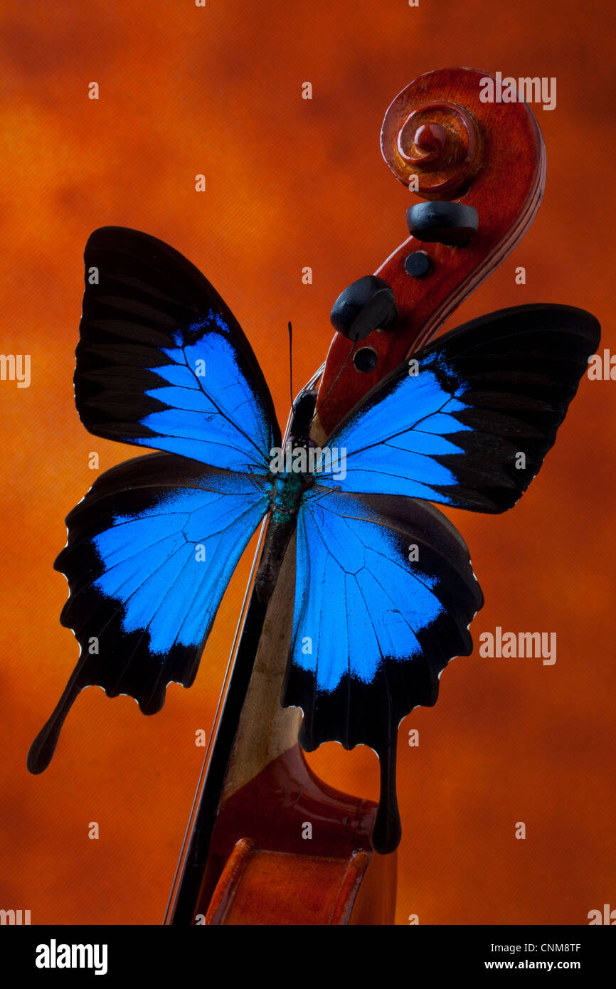 Blue butterfly on violin Stock Photo - Alamy