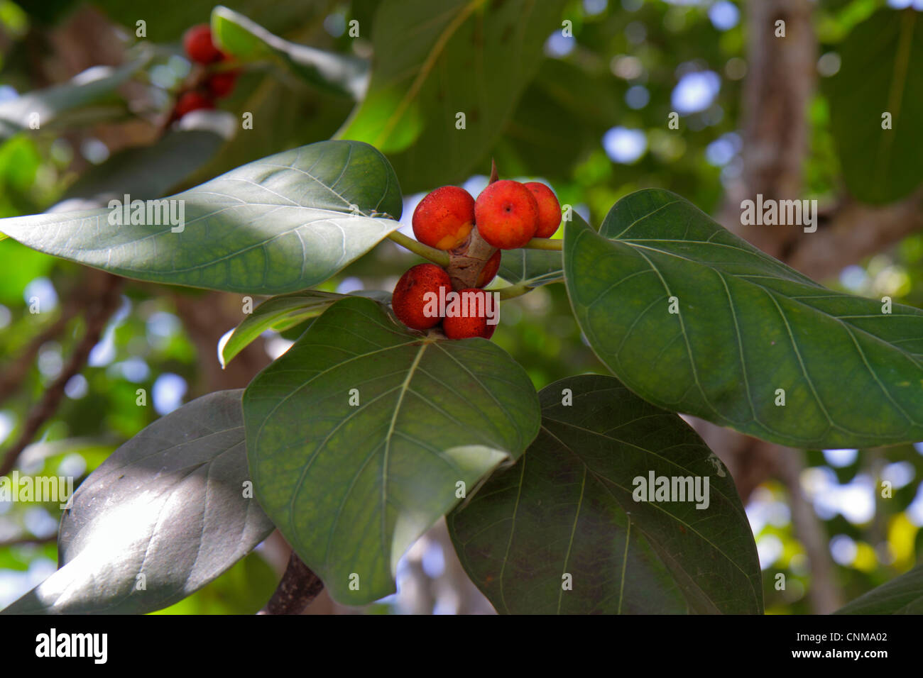 Miami Florida,Coral Gables,Fairchild Tropical Gardens,tree,fruit ...