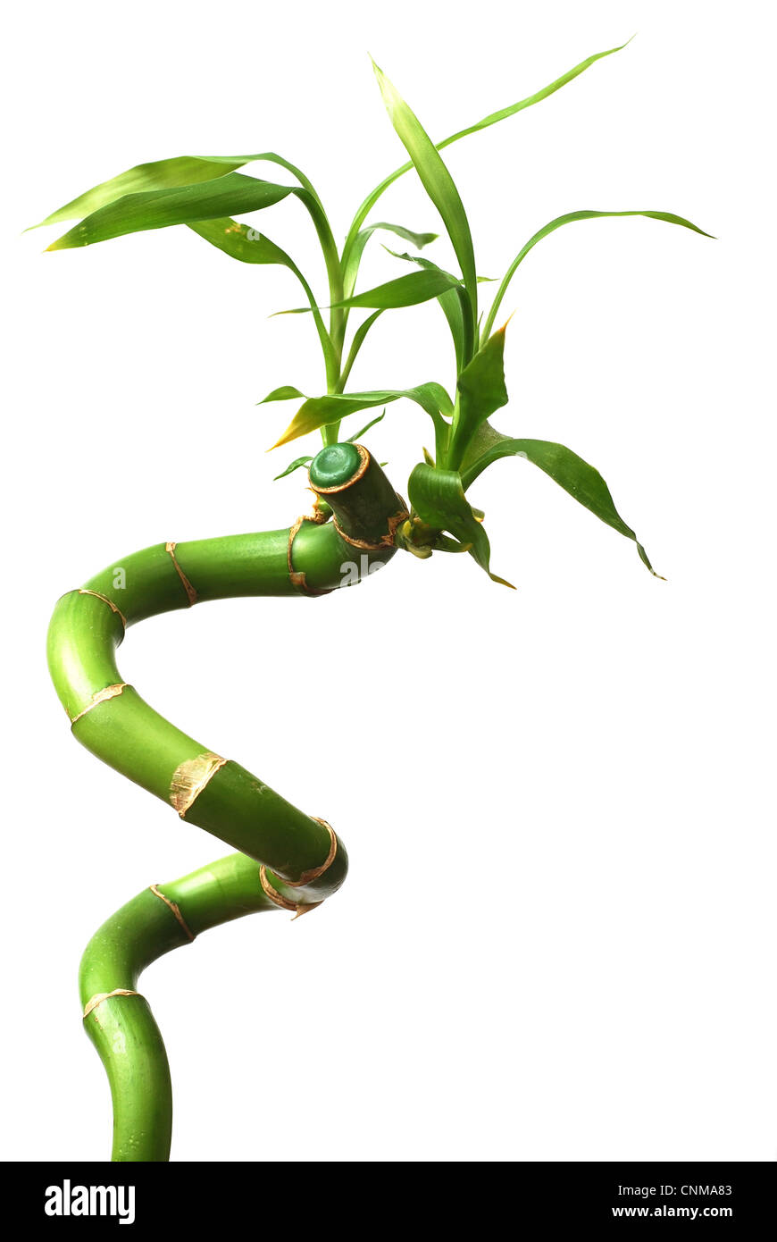 Isolated bamboo with white background Stock Photo - Alamy