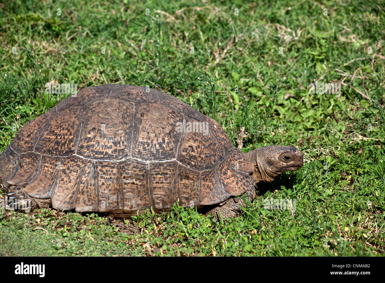African leopard tortoise hi-res stock photography and images - Alamy