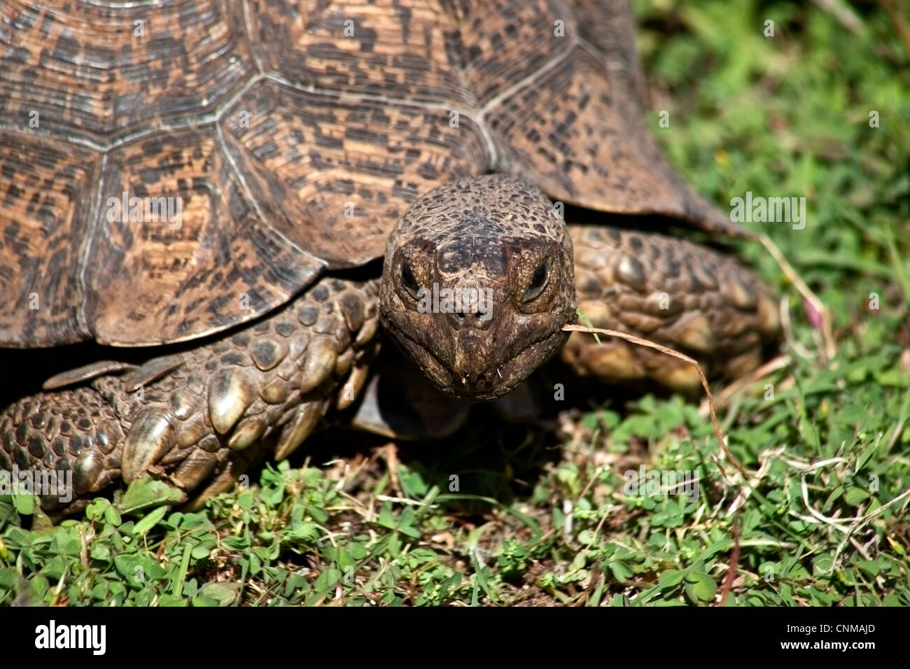 African leopard tortoise hi-res stock photography and images - Alamy