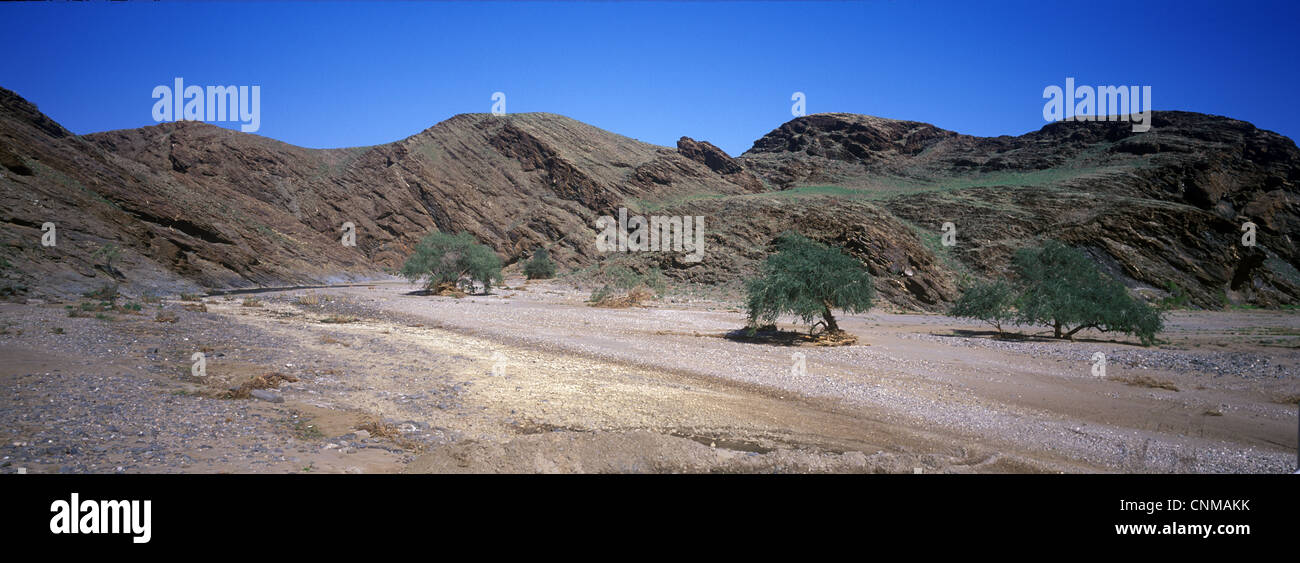 Faidherbia Albida High Resolution Stock Photography and Images - Alamy