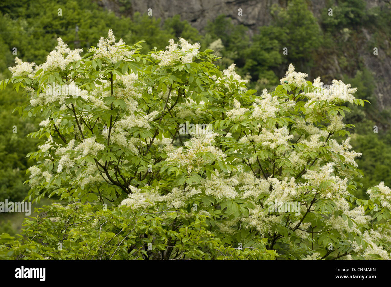 Manna Ash (Fraxinus ornus) flowering, Bulgaria, may Stock Photo - Alamy