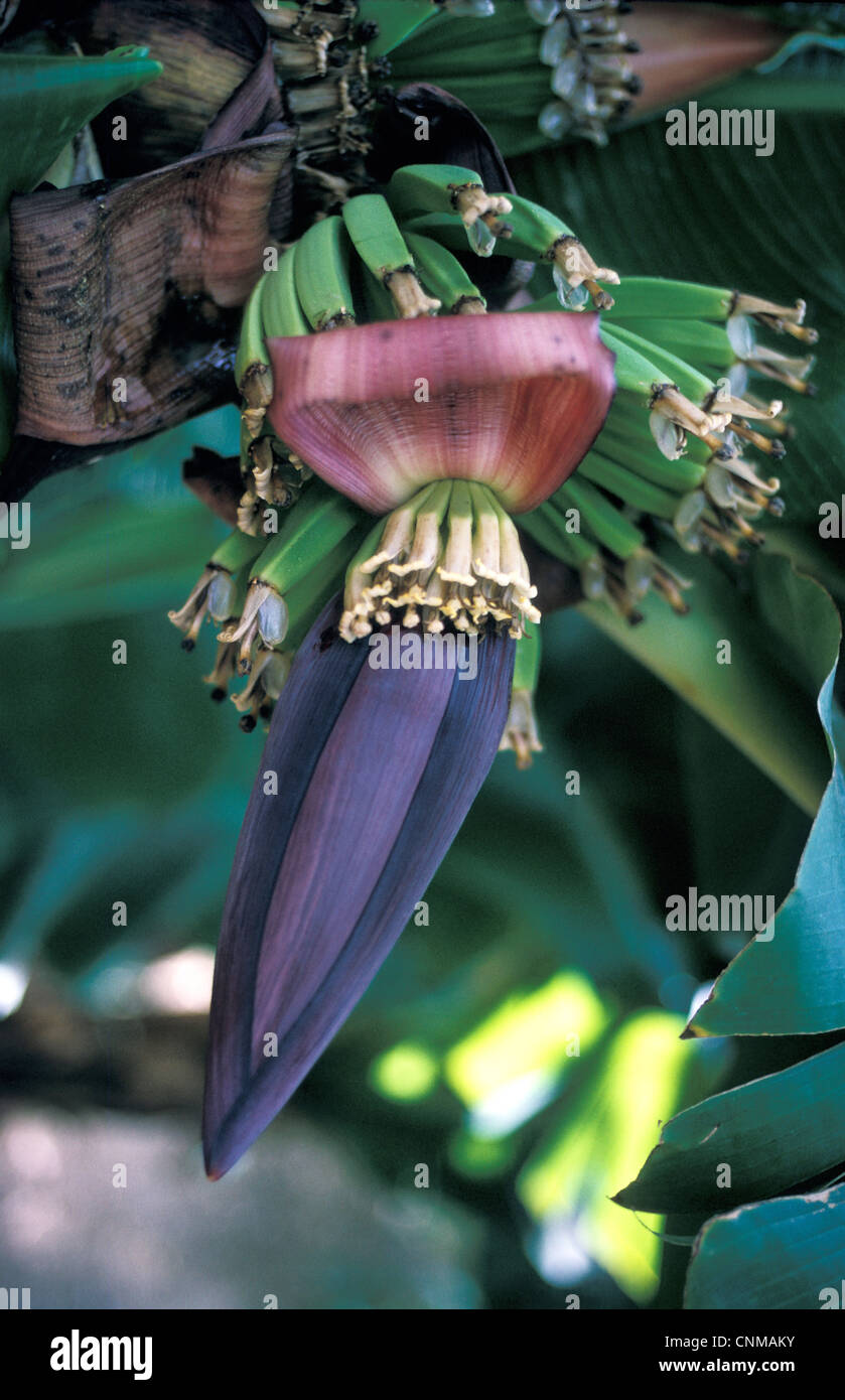 Musa sapientum hi-res stock photography and images - Alamy