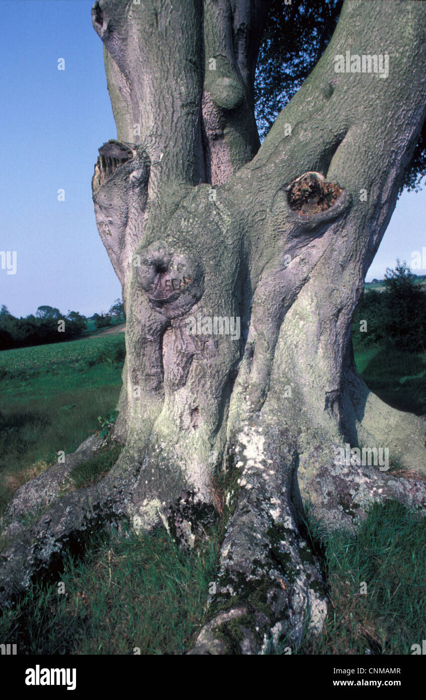 Tree - Beech Common (Fagus sylvatica) Close-up of bole Stock Photo - Alamy